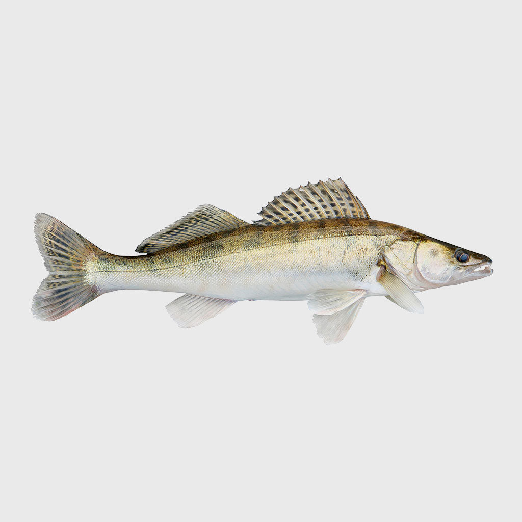 Pike perch store