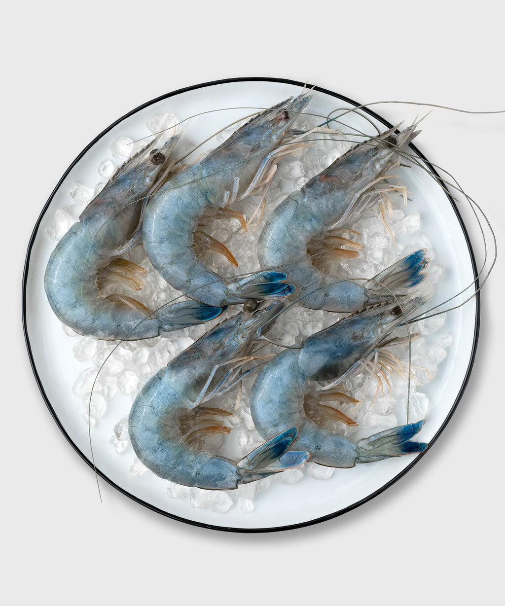 Buy Obsiblue South Sea Shrimp online | HONEST CATCH