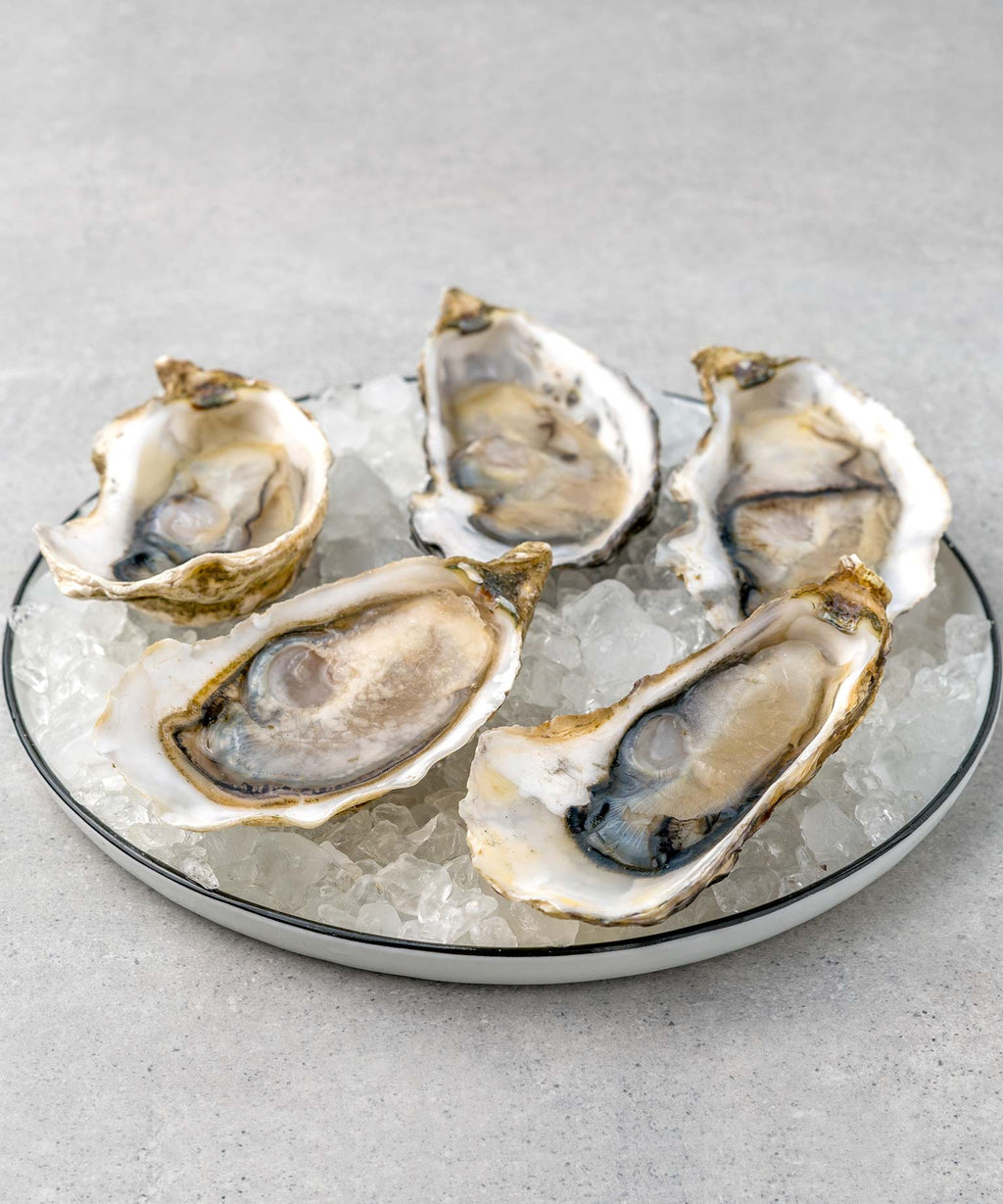 Buy French oysters online | HONEST CATCH