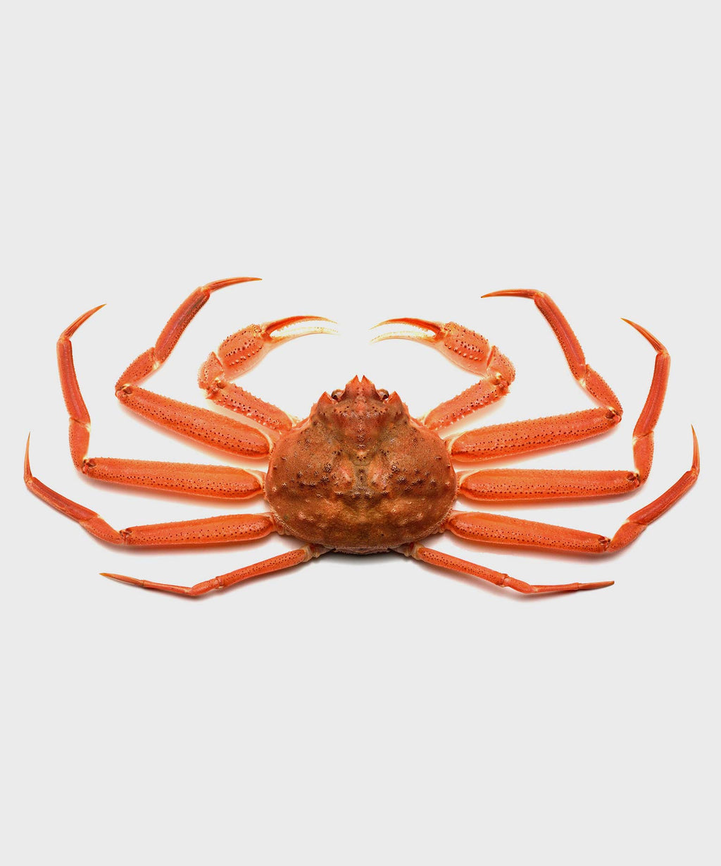 Buy snow crab cocktail scissors online | HONEST CATCH