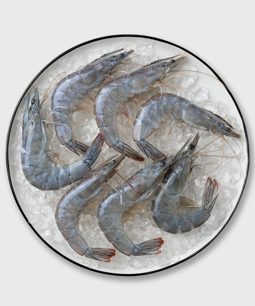 Buy GOOD GAMBA shrimp, whole online | HONEST CATCH