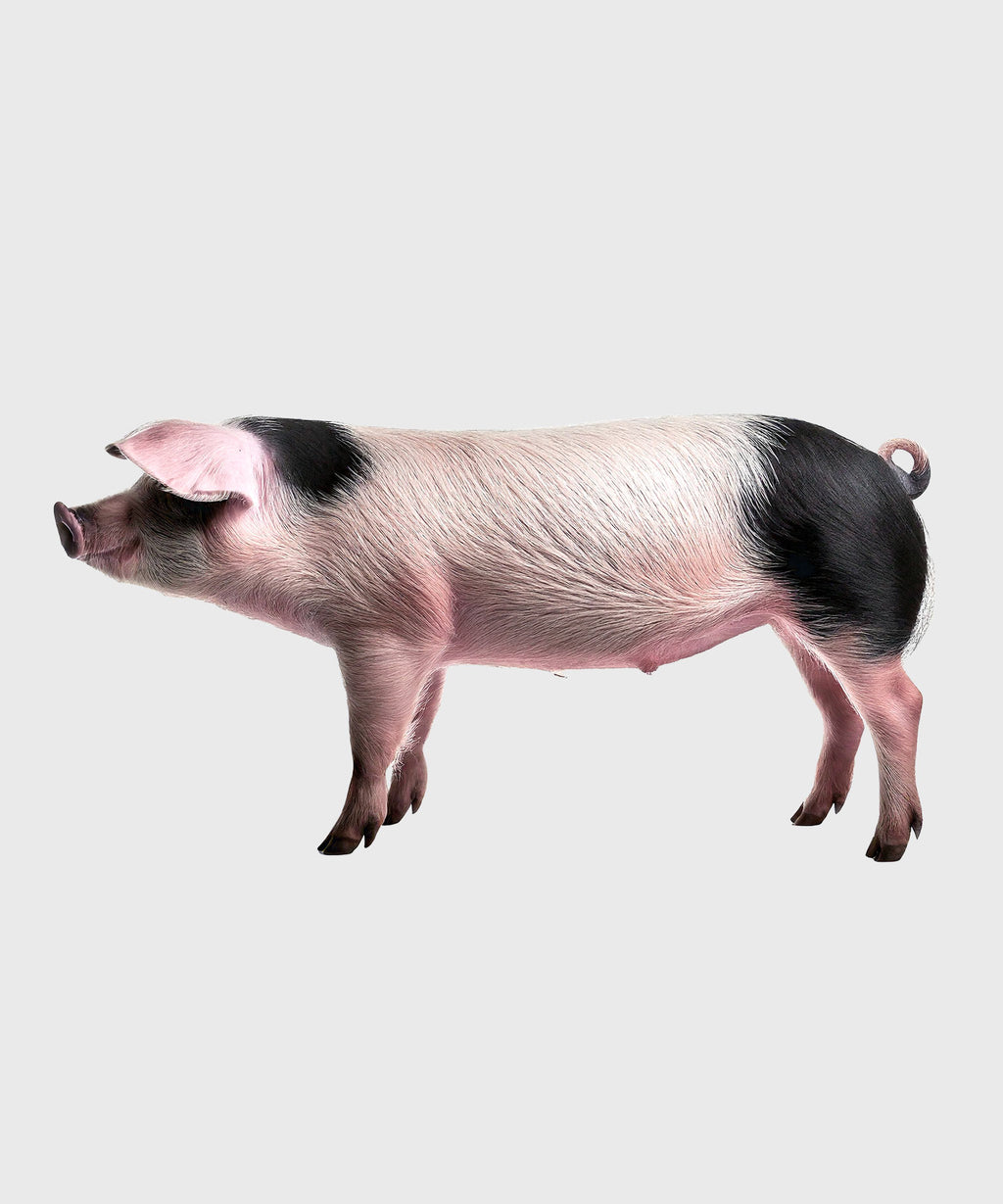 Tomapunk Steak vom Waldschwein kaufen | HONEST CATCH