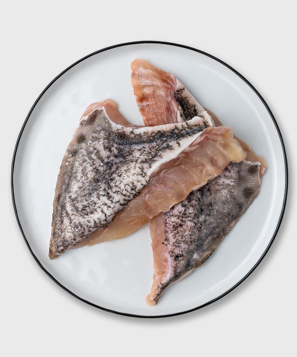 Buy grouper collar, land-based | HONEST CATCH