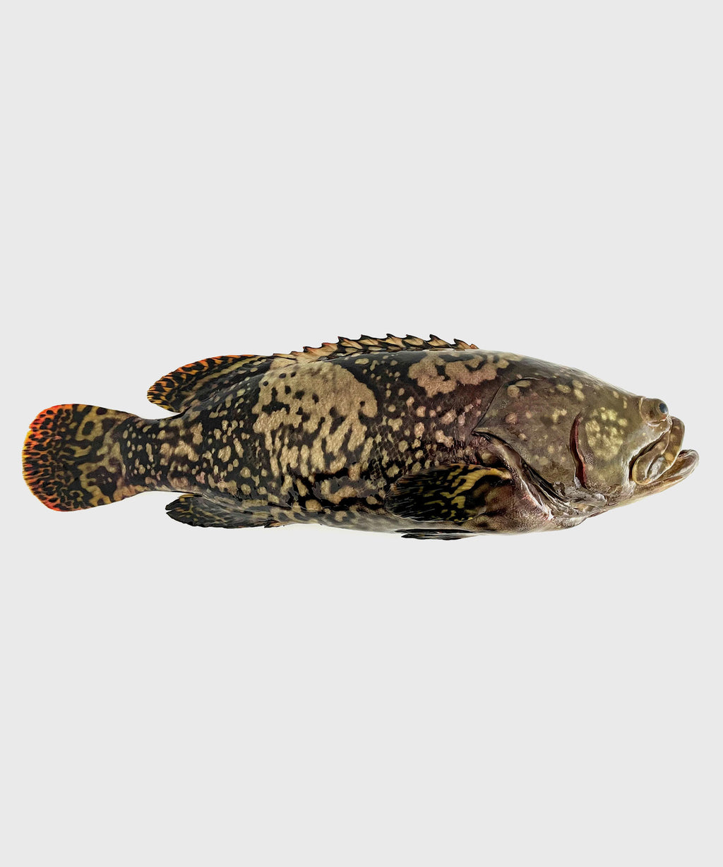 Buy grouper collar, land-based | HONEST CATCH