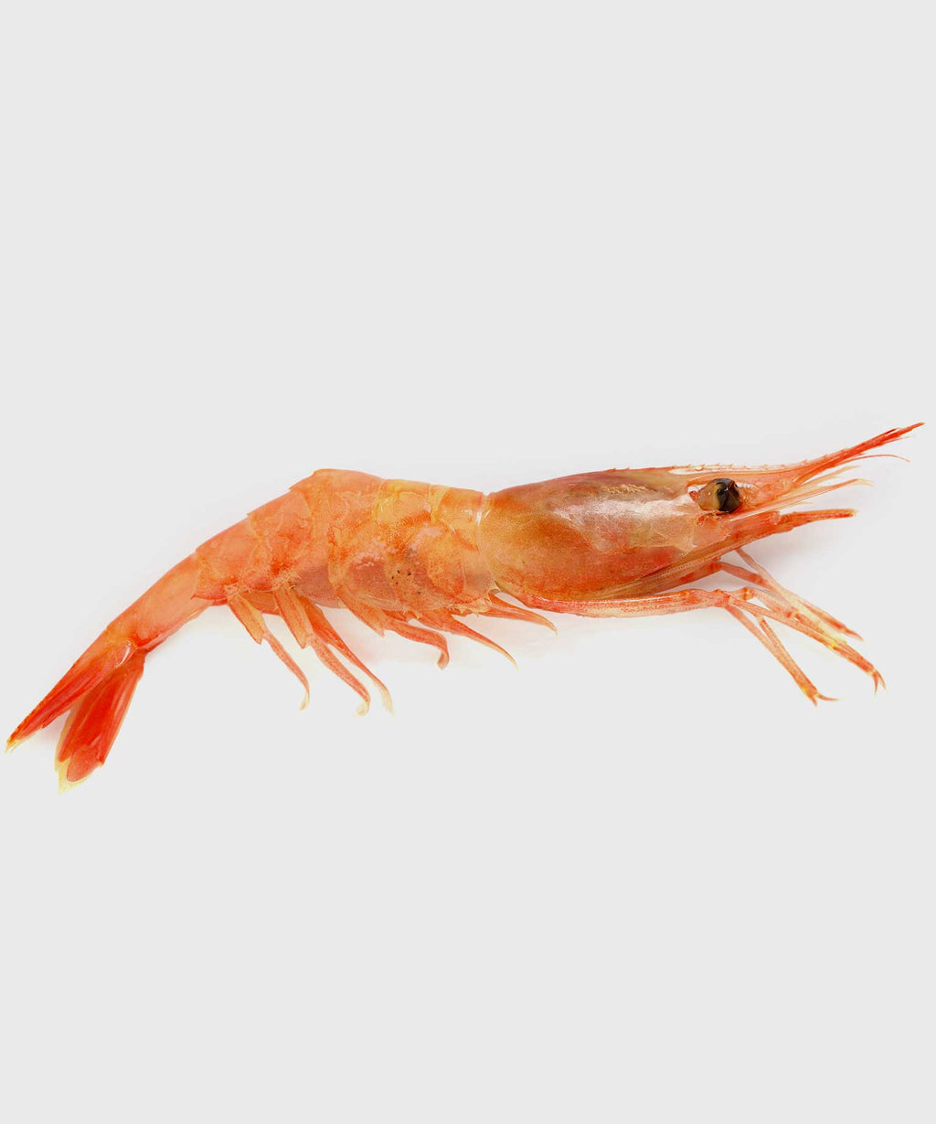 Buy Norwegian Arctic shrimp online | HONEST CATCH