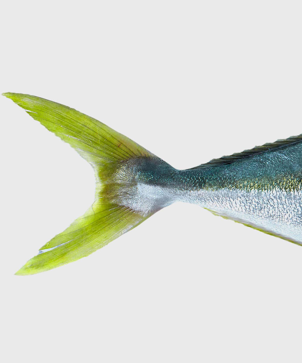 Buy Hamachi Yellowtail Kingfish Fillet online | HONEST CATCH