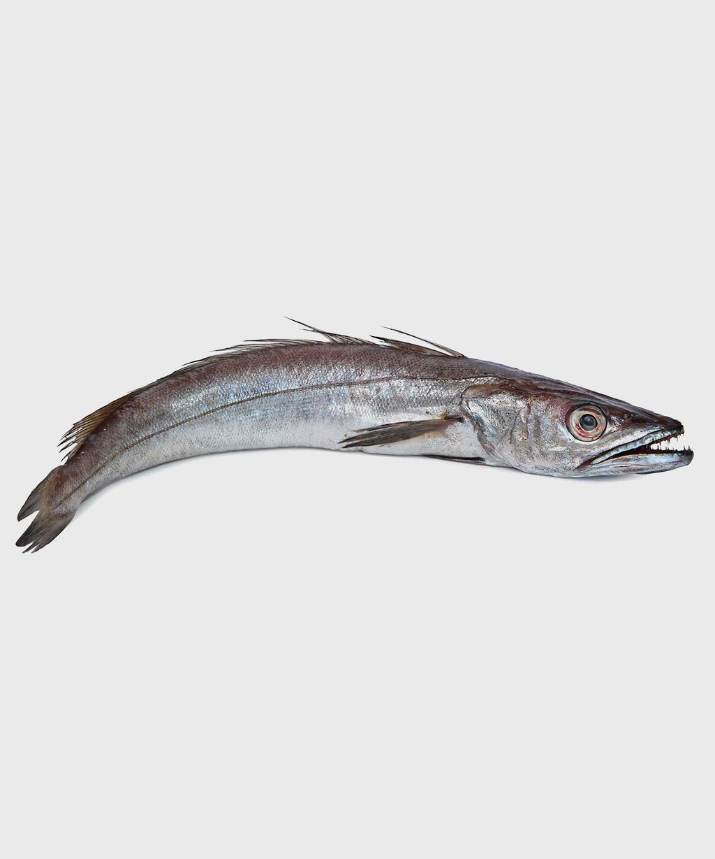 Bretonischer Seehecht Filet online kaufen | HONEST CATCH