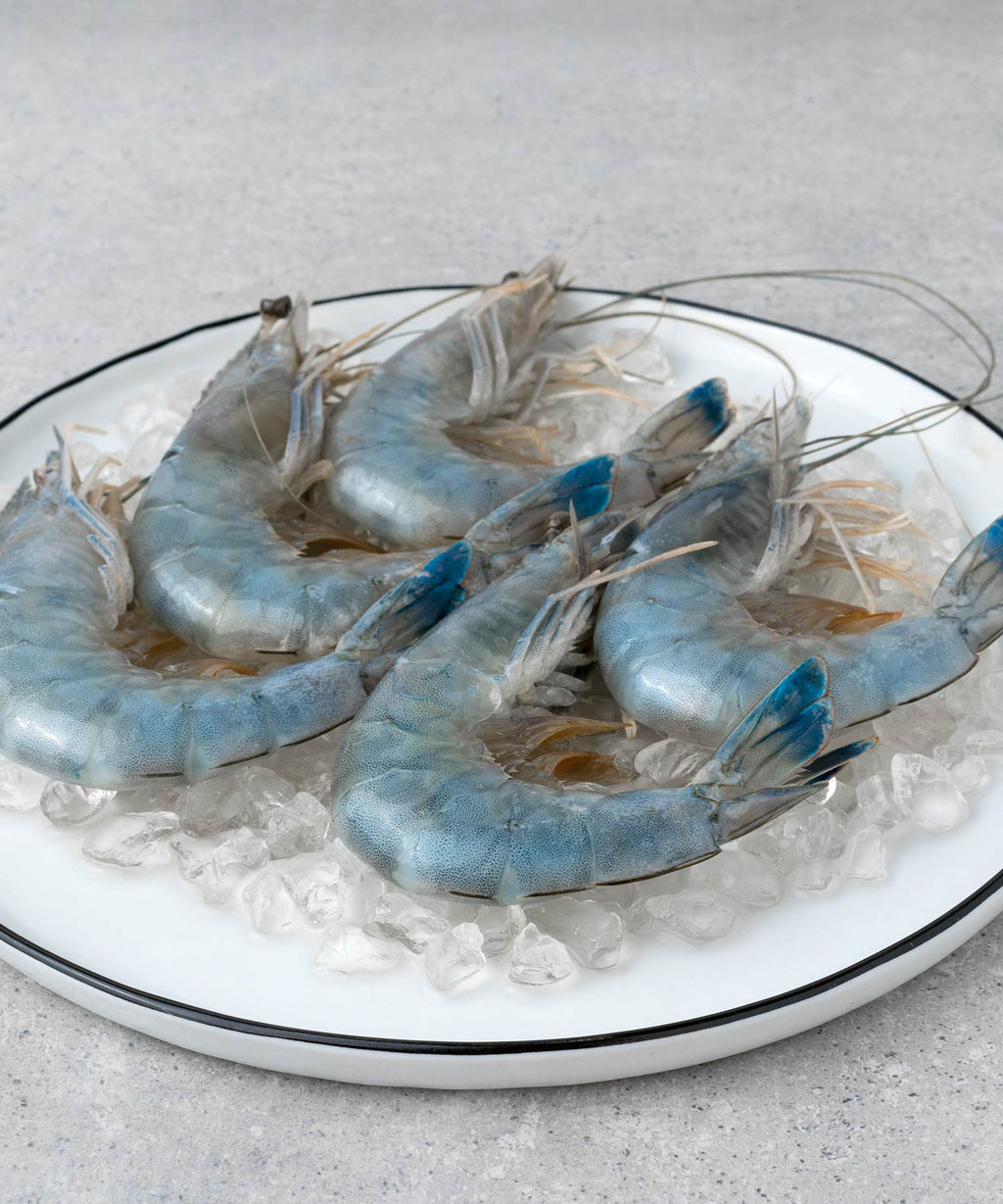 Blaue Garnelen Obsiblue online kaufen | HONEST CATCH