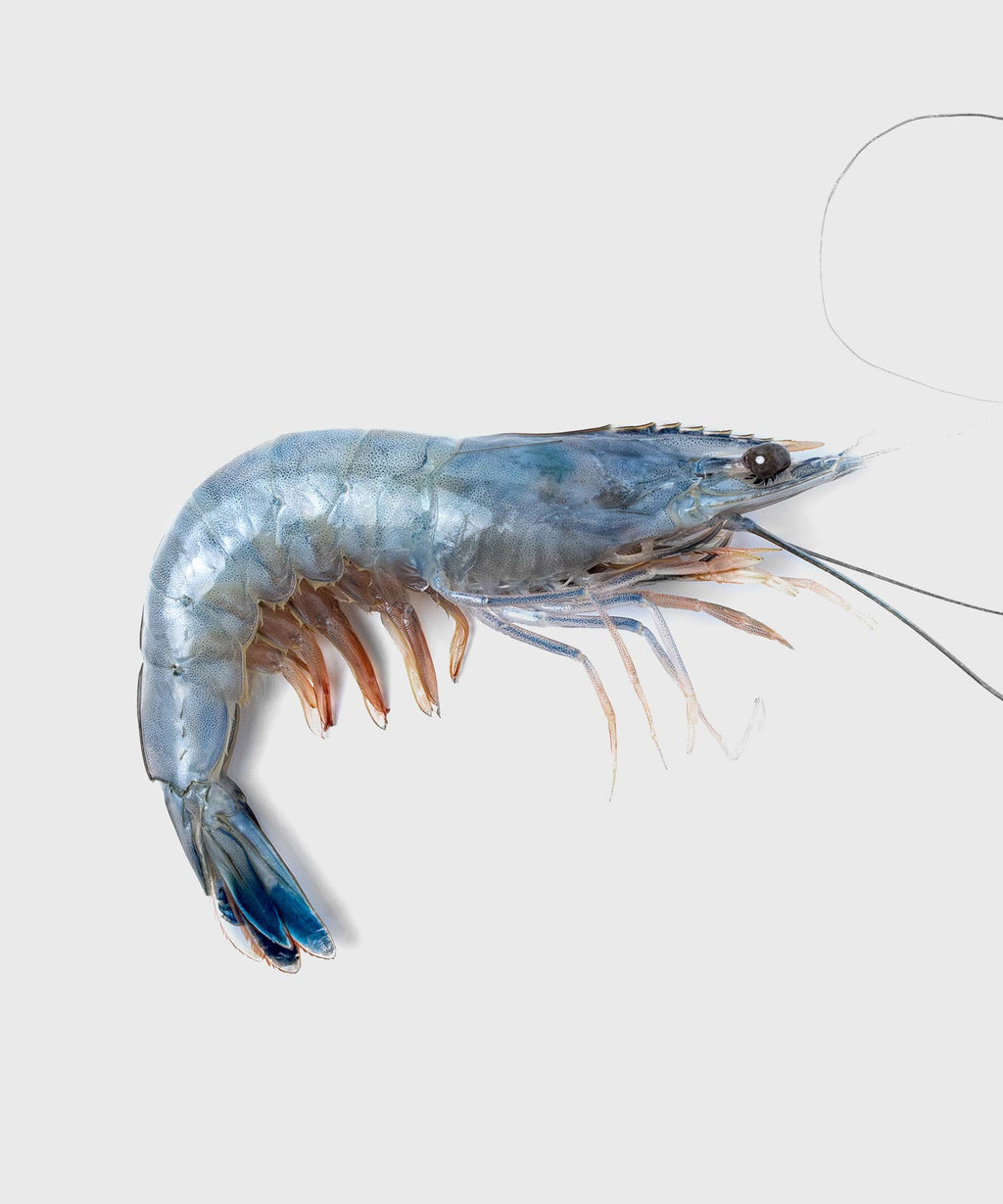Buy Obsiblue South Sea Shrimp online | HONEST CATCH