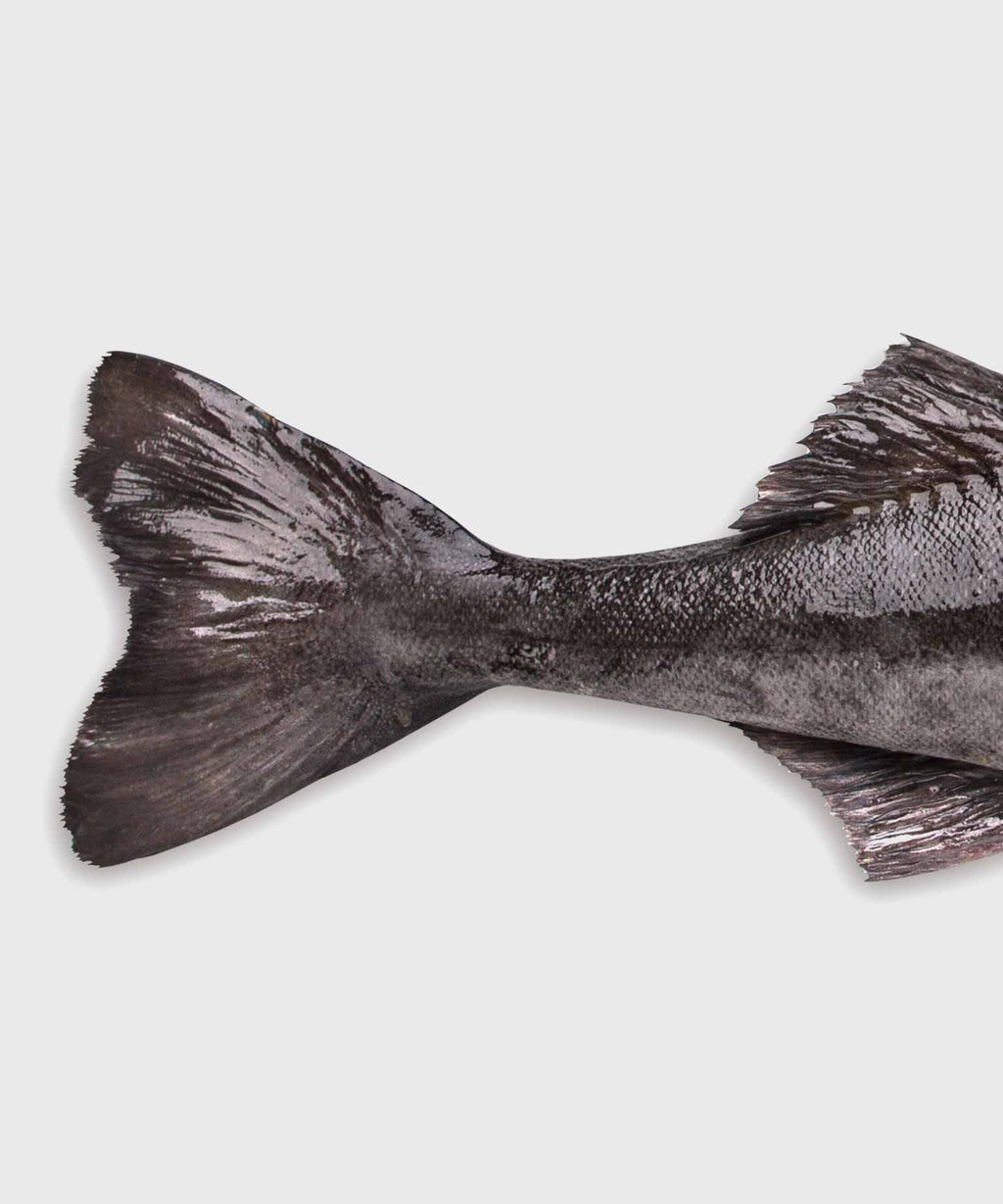 Buy Patagonian Toothfish online now | HONEST CATCH